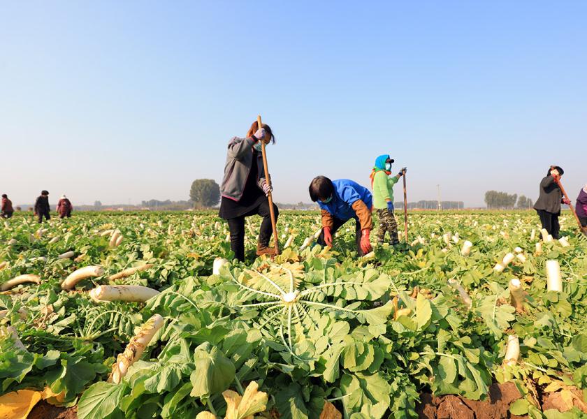 New Survey Shows Labor Is Serious Challenge For Ag Industry Drovers new-survey-shows-labor-is-serious-challenge-for-ag-industry-drovers